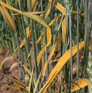 Yellow Rust | RustTracker.org
