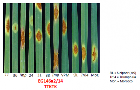 Egypt | RustTracker.org